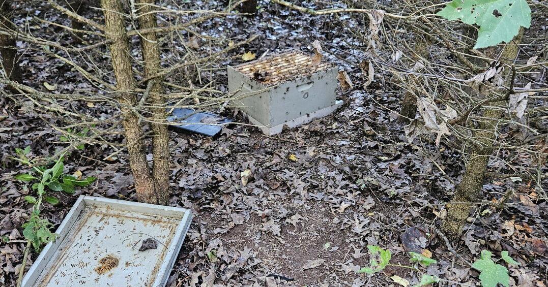 Pennsylvania Beekeepers Facing Challenges From Black Bears, Yellow ...
