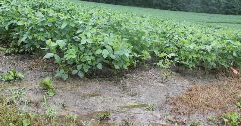 Researchers Look to Slug Soybean Pest | Farming and Agricultural News ...