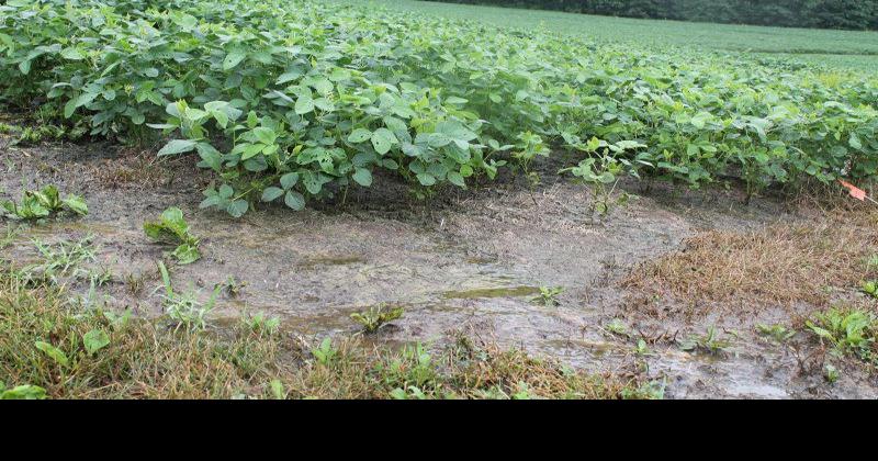 Researchers Look to Slug Soybean Pest | Farming and Agricultural News ...