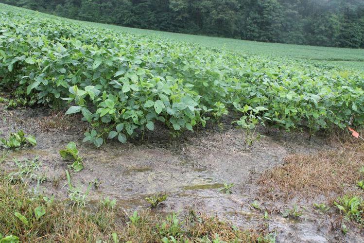 Researchers Look to Slug Soybean Pest | Farming and Agricultural News ...