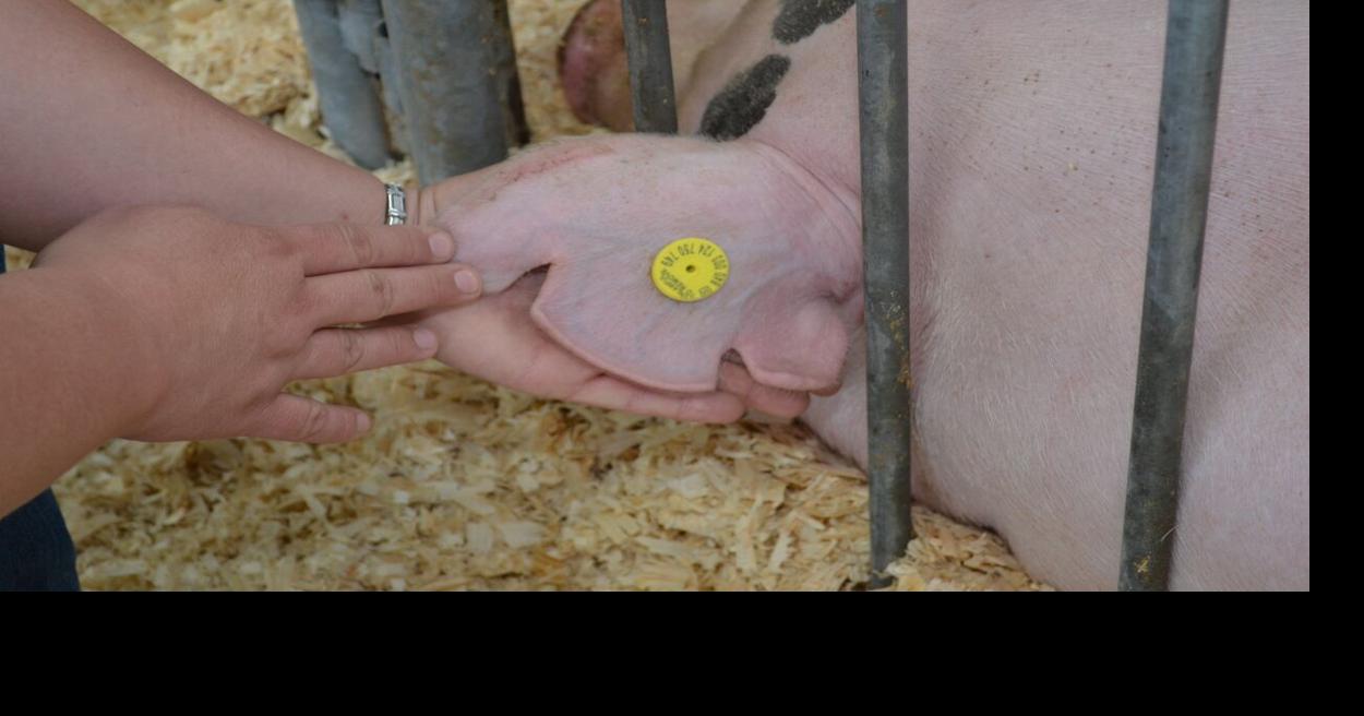 Improving Pig Traceability With RFID Equipment | Livestock News ...