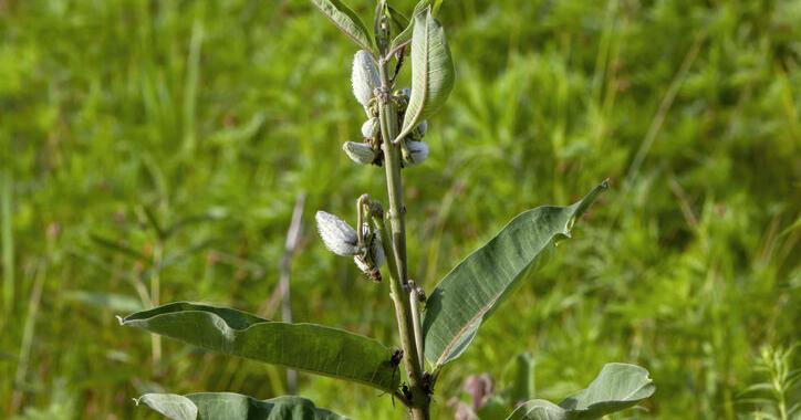 It's Time to Scout Your Pastures for Toxic Weeds | Livestock News ...