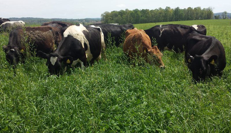 Pastures Key to Success of Grass-Based Dairy | Farming and Agricultural ...