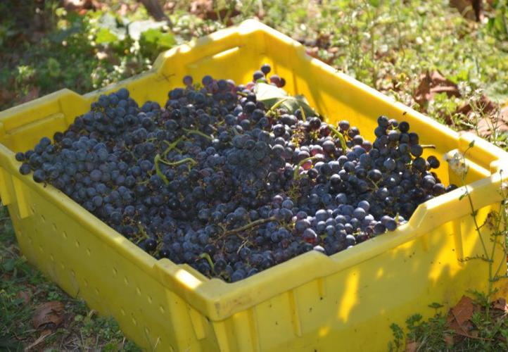 Delaware Wine Grape Growers See Higher Yields | News | lancasterfarming.com