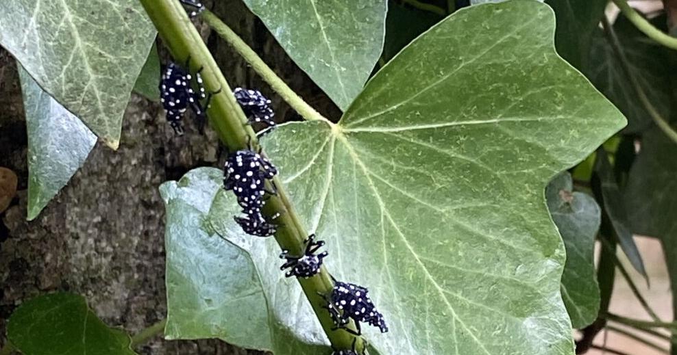 Spotted Lanternfly Nymphs Could Be Trouble for Citrus Growers | Farming ...