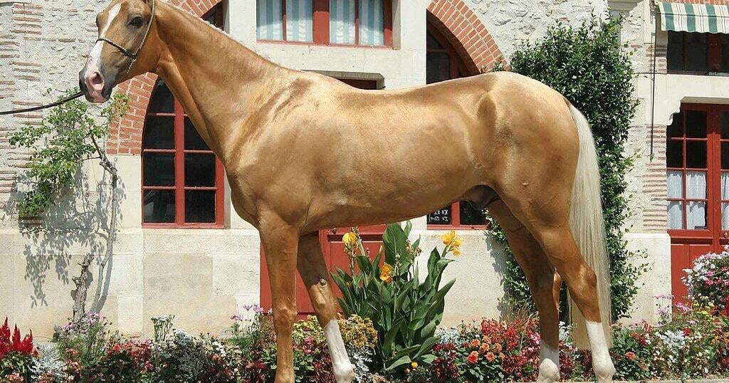 Learn About the Akhal-Teke: A Rare ‘Mesmerizing’ Horse Breed | Horse ...