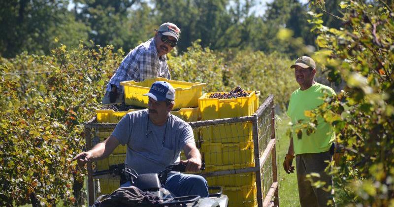 Delaware Wine Grape Growers See Higher Yields | News | lancasterfarming.com