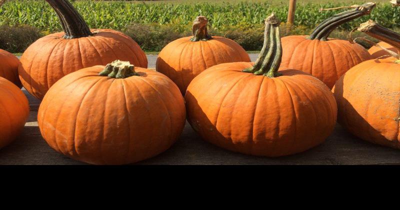 Hay Farmer Shifts Focus to Fall Pumpkin Rush | | lancasterfarming.com