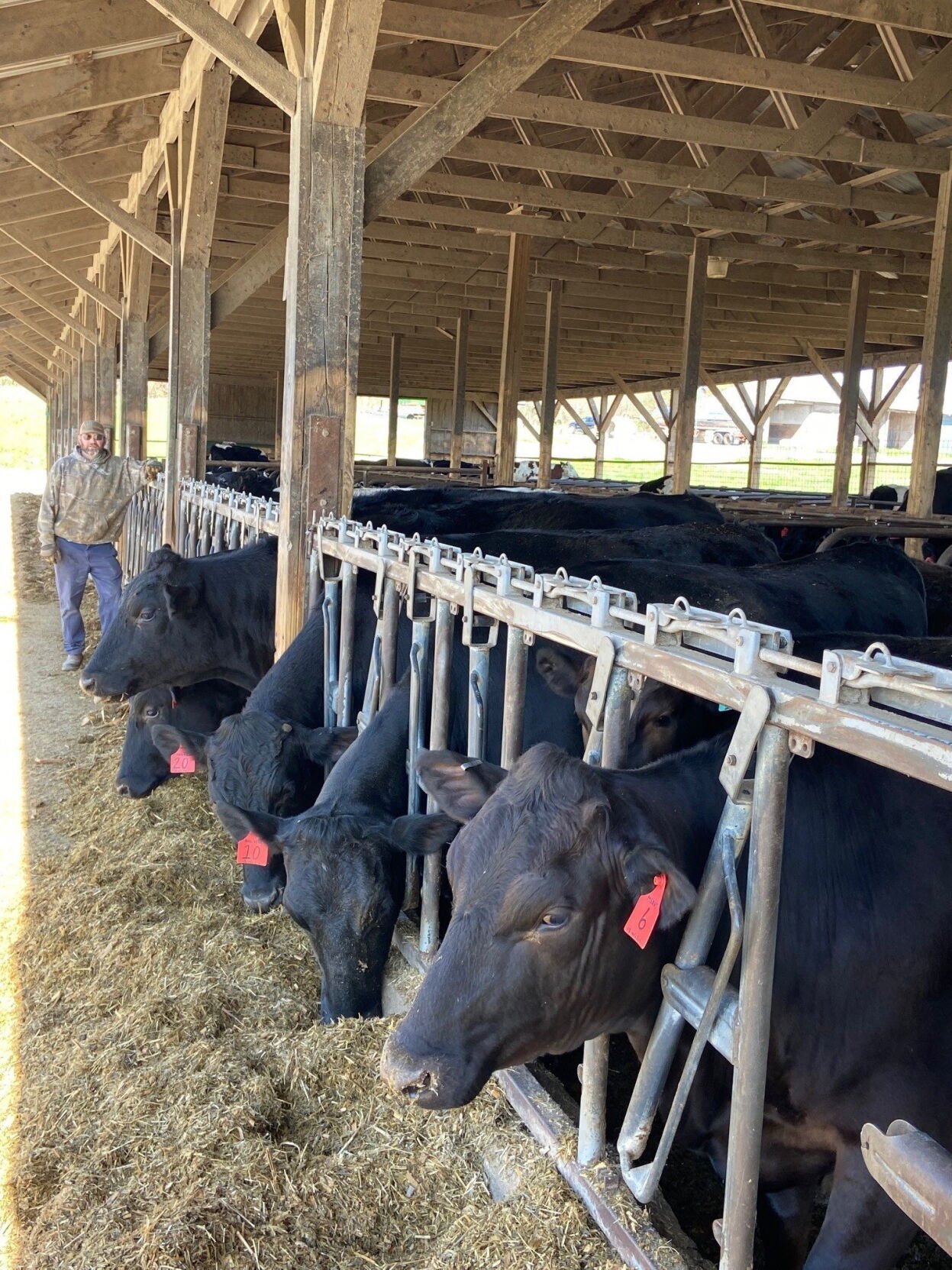 Dairy Farmers Crossbreed Holstein Cows With Wagyu Beef Bulls for Side ...