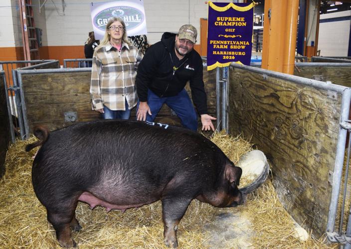 Duroc From Punxsutawney Takes Supreme at PA Farm Show Bred Gilt Show ...