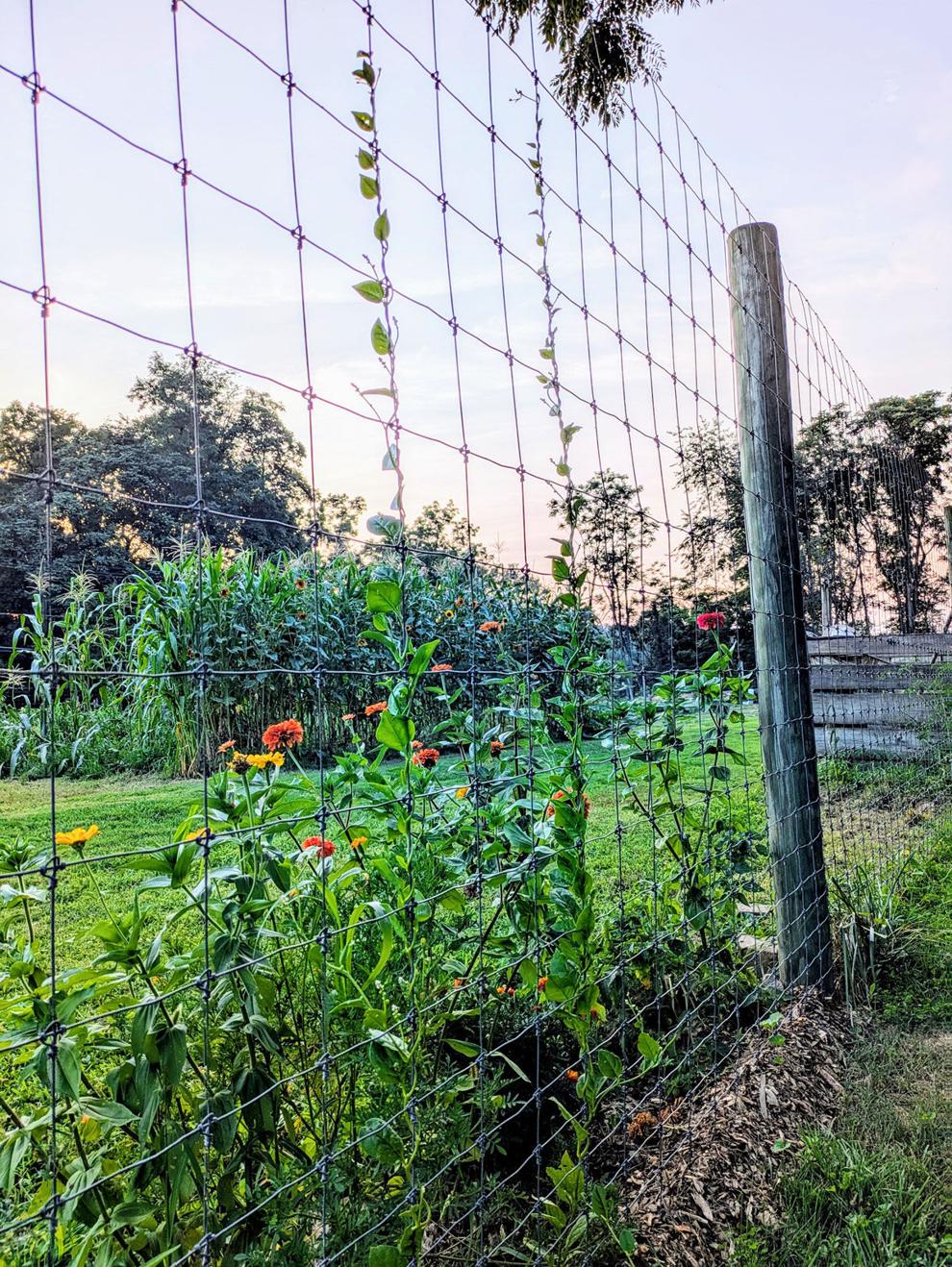 Suddenly, Summer Arrives on the Farm [Opinion] | Farm and Rural Family ...
