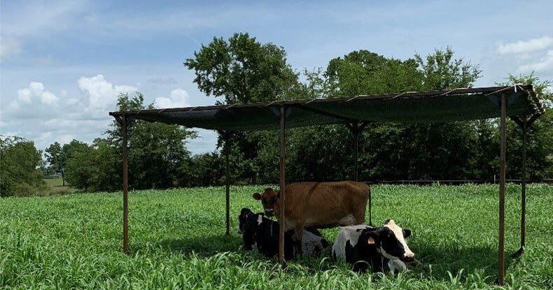 Manage Heat Stress for Dry Cows to Prevent Long-Term Problems | Dairy ...
