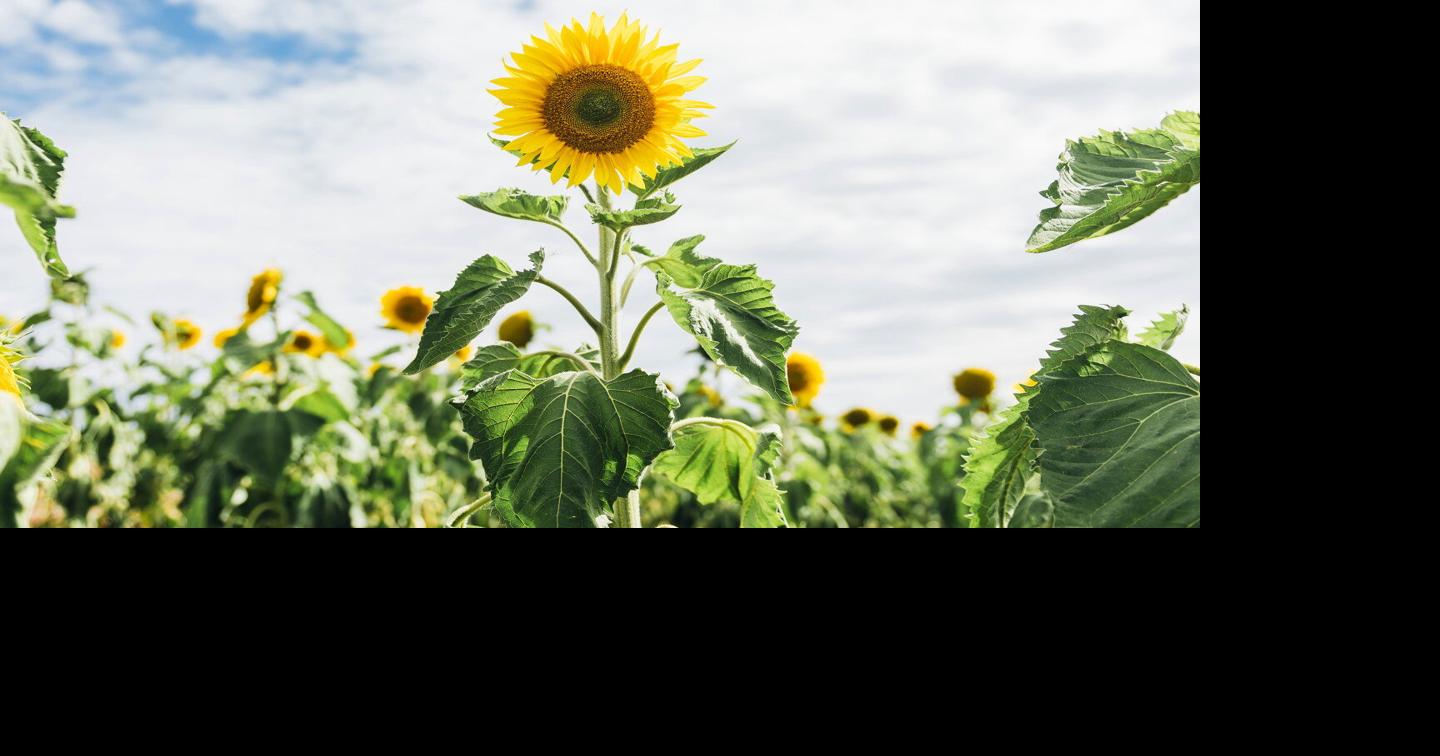 Farm Filled with Sunshine on a Stalk | Gardening Tips and How-To Garden ...