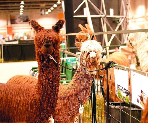 1,000 Alpacas Compete in Harrisburg | Farming and Agricultural News ...
