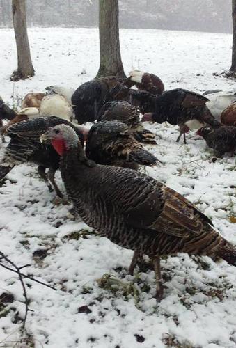 Pastured Turkeys Add Heritage to Holiday | Farming and Agricultural ...