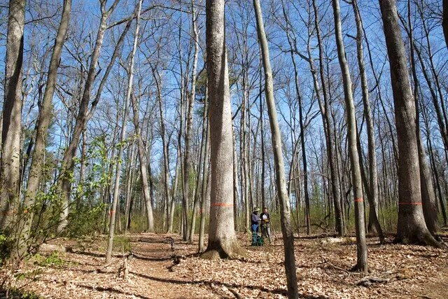 Service Foresters Give Guidance for Managing Woodlots | Conservation ...