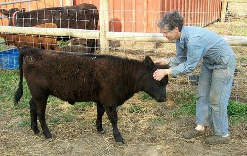 Rare Cheese, Rare Breed | | lancasterfarming.com
