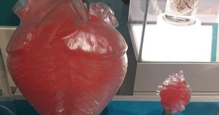 biggest heart comparison