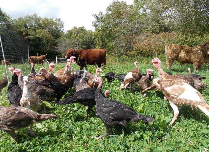 Pastured Turkeys Add Heritage to Holiday | Farming and Agricultural ...