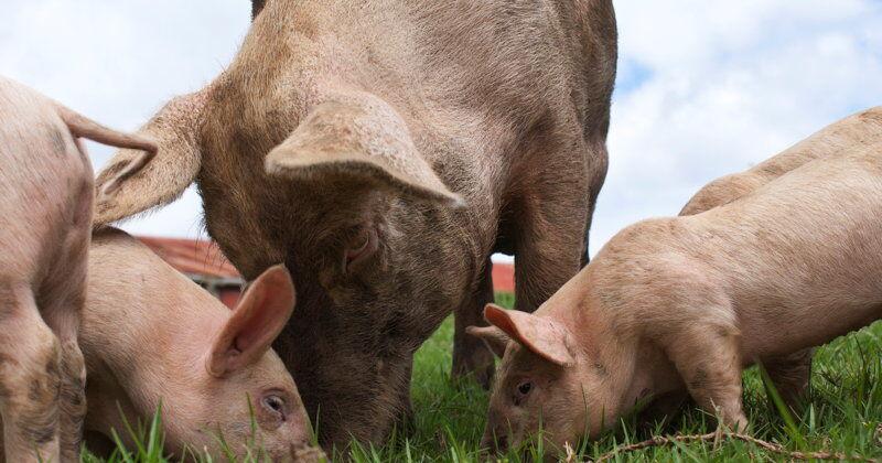 4 Types of Pasture Management Systems for Swine | Farming and ...