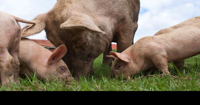 4 Types of Pasture Management Systems for Swine | Farming and ...