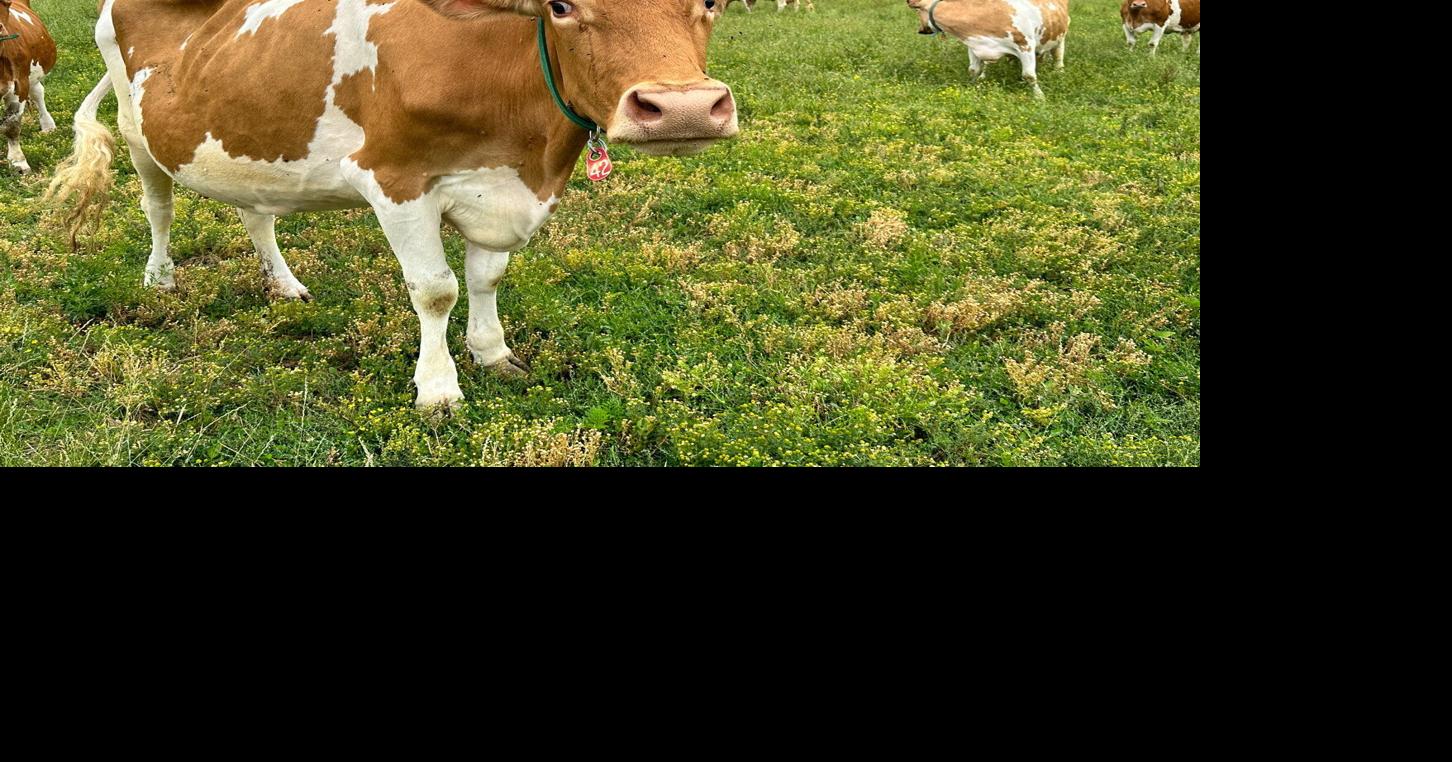 Lancaster Farming's Best of June 2023 | Farming and Agricultural News ...