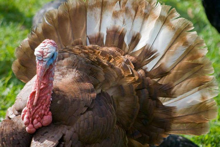 Pastured Turkeys Add Heritage to Holiday | Farming and Agricultural ...