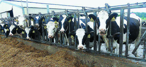 Going Big Keeps Allenwaite Farm Growing for the Future ...