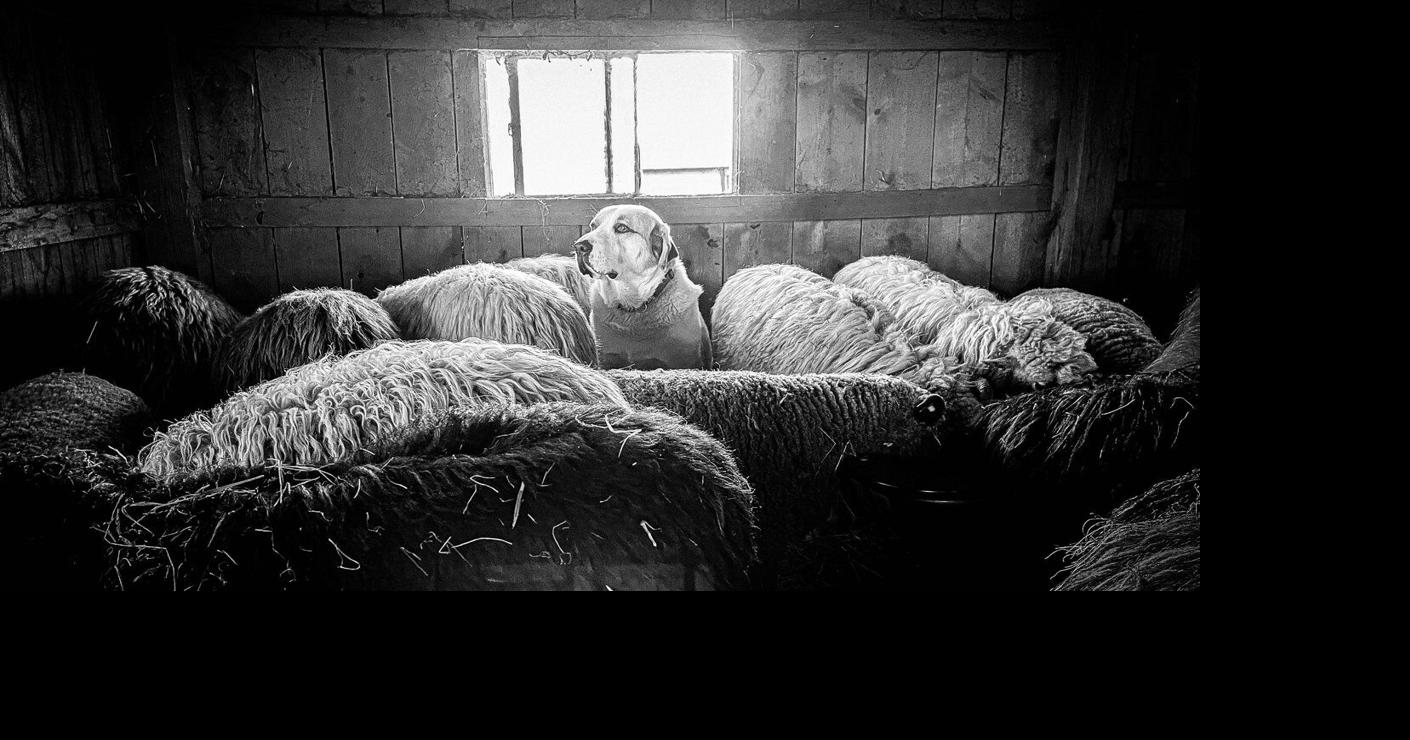 How to Use Photography to Tell Your Farm's Story | Farm and Rural ...