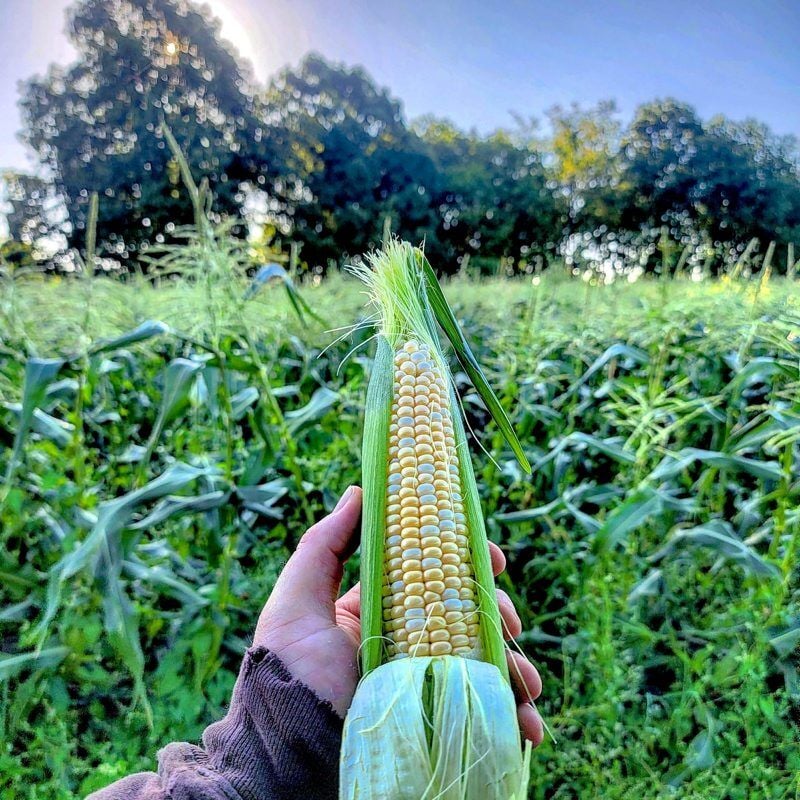 Celebrating Pennsylvania Sweet Corn | Seasonal Food and Country Style ...