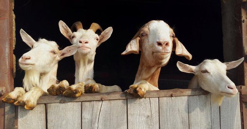 Disposing of "Leftovers" on the Farm | Farm and Rural Family Life ...