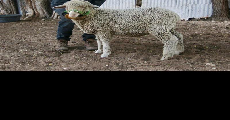 One Woman’s Quest to Document America’s Sheep | Farming and ...