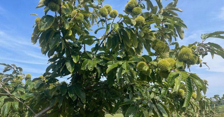 Growing Chestnut Trees on Former Dairy Land: A New York Farm’s Success ...