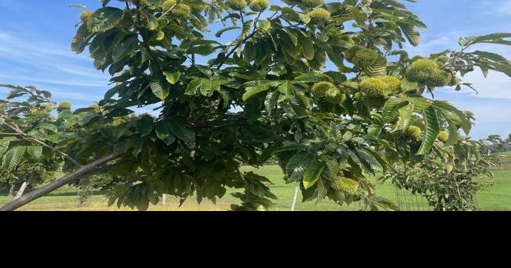 Growing Chestnut Trees on Former Dairy Land: A New York Farm’s Success ...