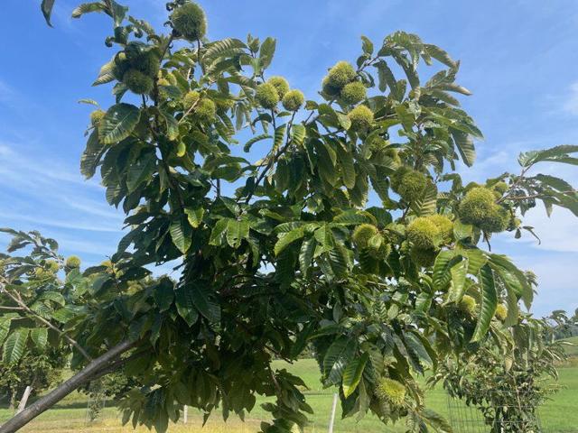 Growing Chestnut Trees on Former Dairy Land: A New York Farm’s Success ...