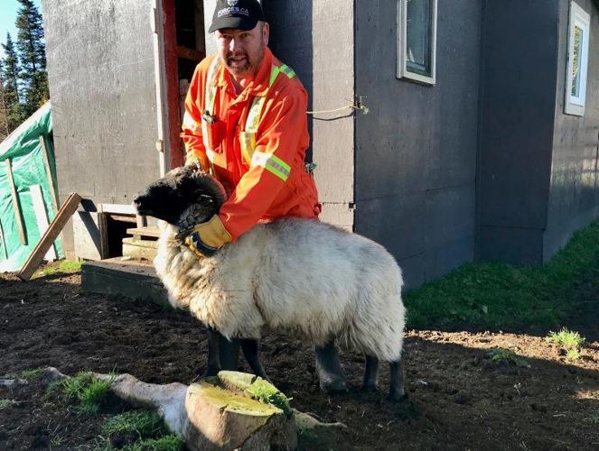 One Woman’s Quest to Document America’s Sheep | Farming and ...