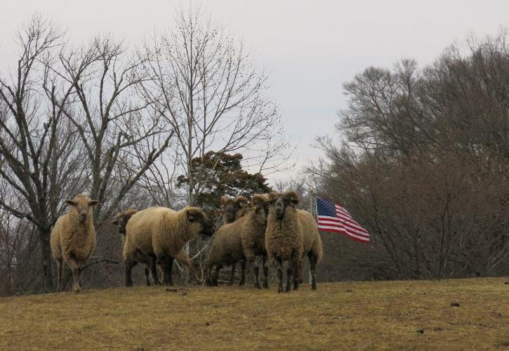 One Woman’s Quest to Document America’s Sheep | Farming and ...