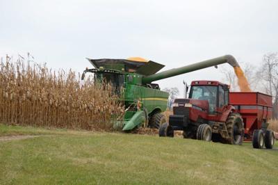 corn harvest yields