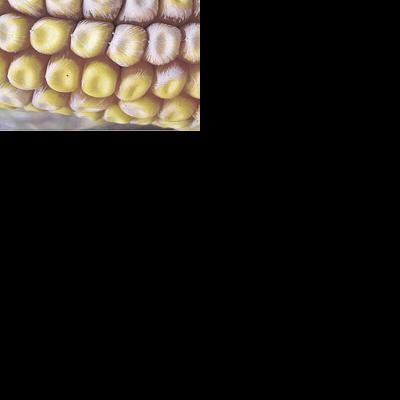 Identifying Corn Ear and Stalk Rots | | lancasterfarming.com
