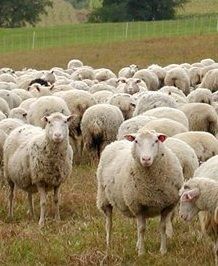 Extension to Offer Sheep Parasite-Control Training | Farming and ...