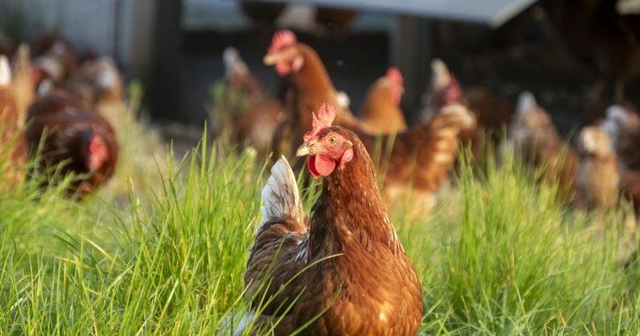 Pennsylvania Revamps Testing for Live Bird Market System | Poultry News ...