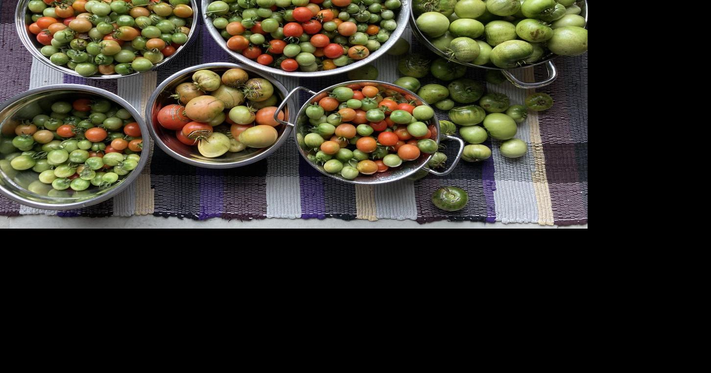 The Last Garden Harvest With a Recipe for Those Green Tomatoes [Opinion ...