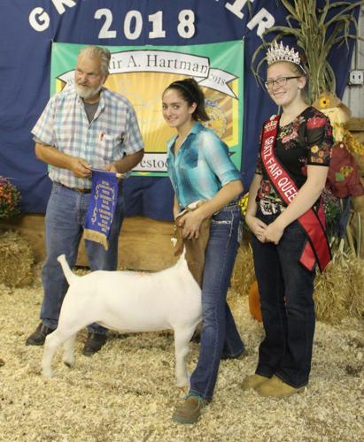Gratz Fair Sale Attracts 70 Buyers | Farm Shows, County Fairs, Events ...