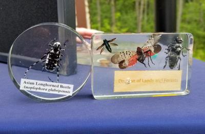 New York Urges Farmers to Look Out for Invasives | | lancasterfarming.com