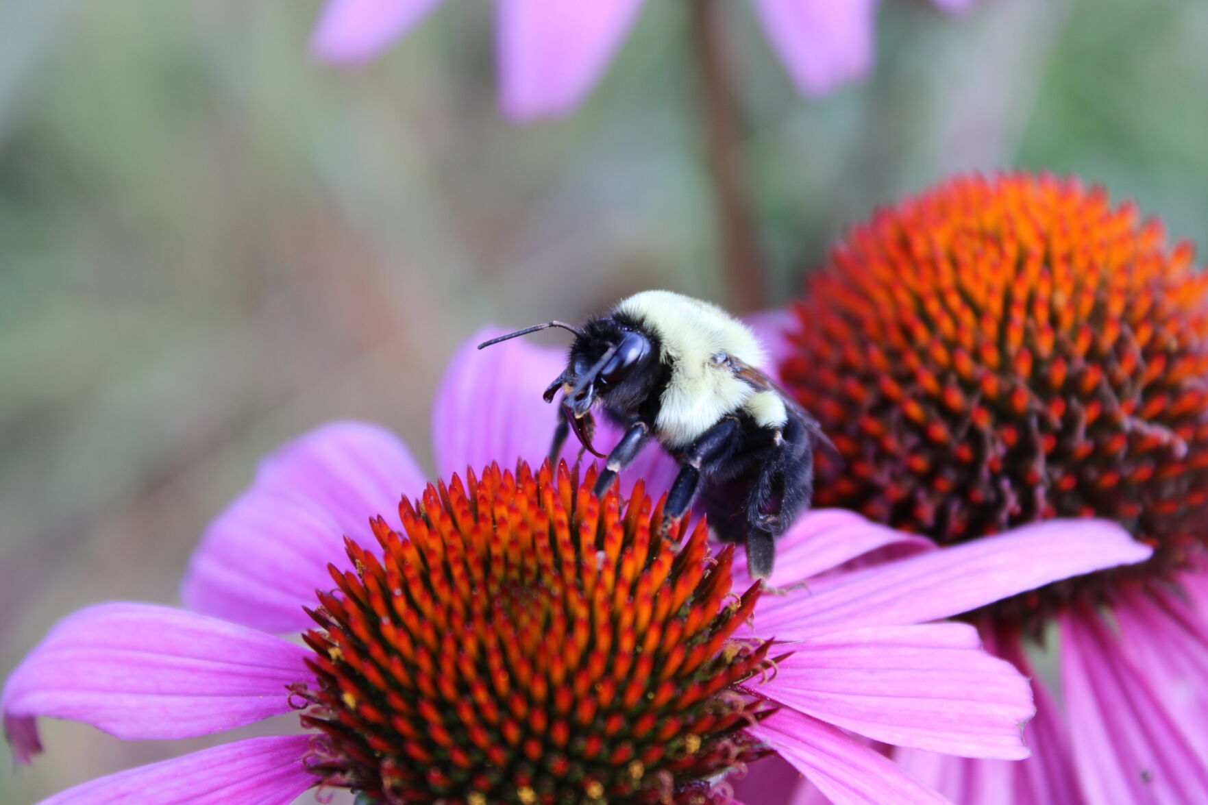 Bee or Not a Bee? How to Identify Bees from Lookalike Imposters ...