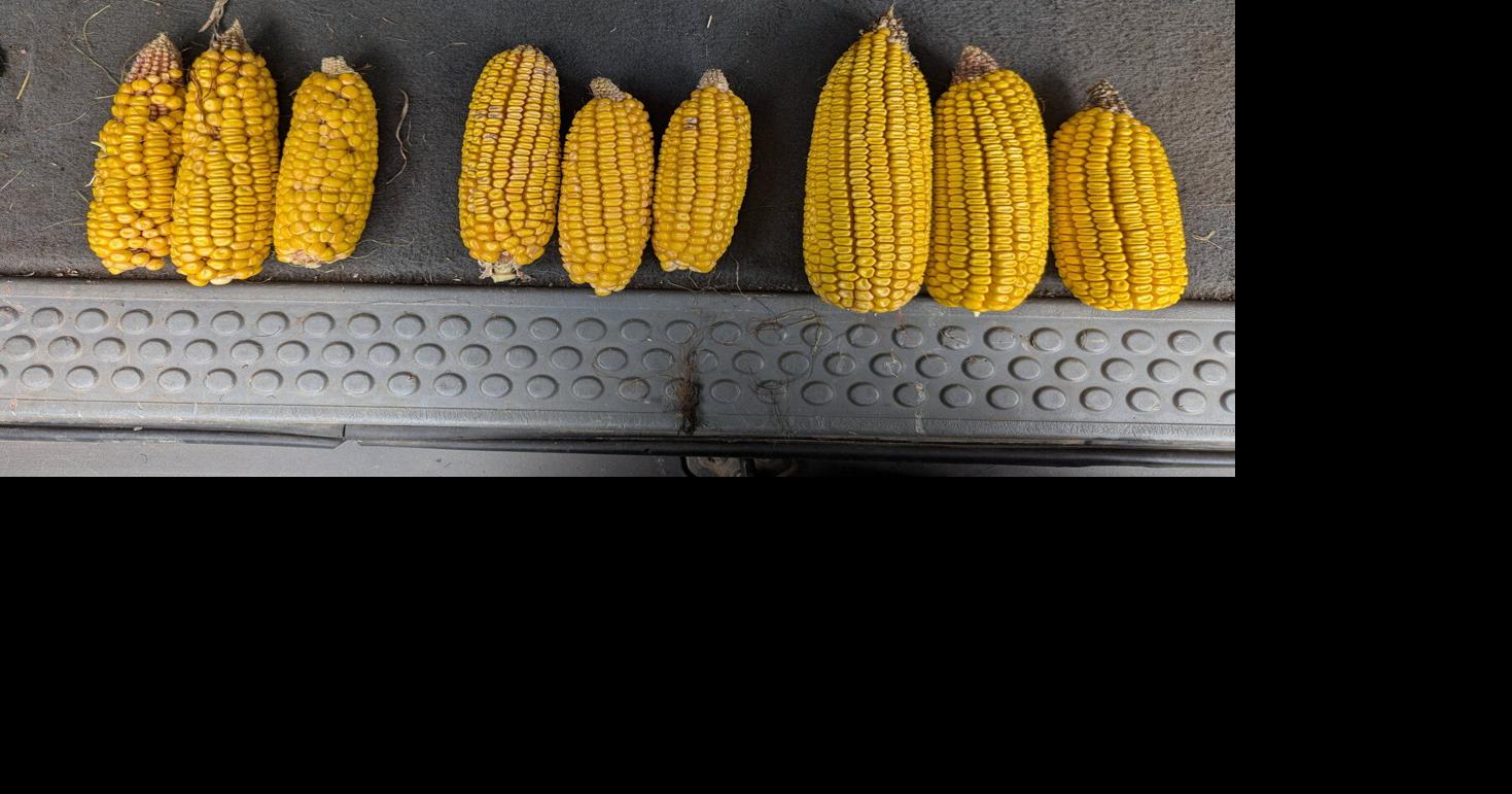 Interactive Extension Tool Helps Farmers Balance Hay Shortages and Corn ...