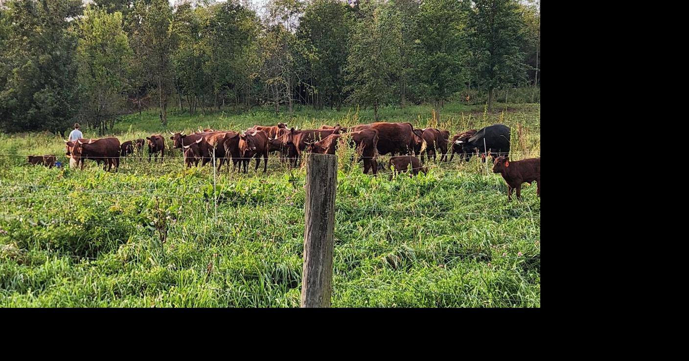 How Silvopasture Benefits Both Livestock and the Environment ...