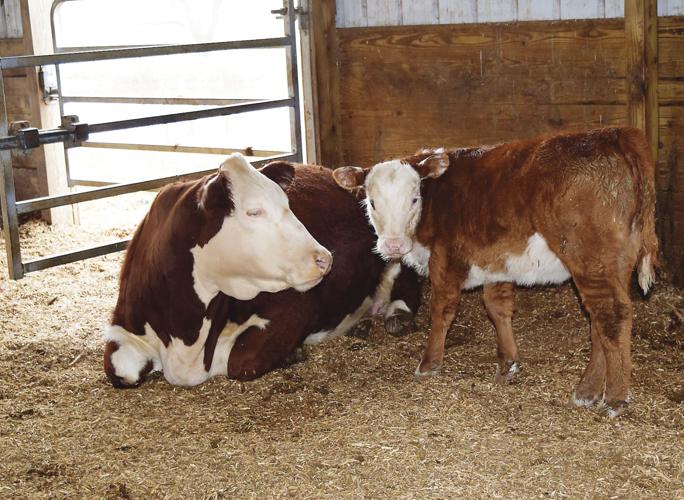 Hereford Breeder Preparing for Pennsylvania Farm Show | Farm Shows ...