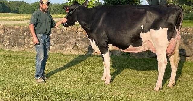 Cow Named 'Crush Everyone' Wins Star of the Breed From Holstein ...