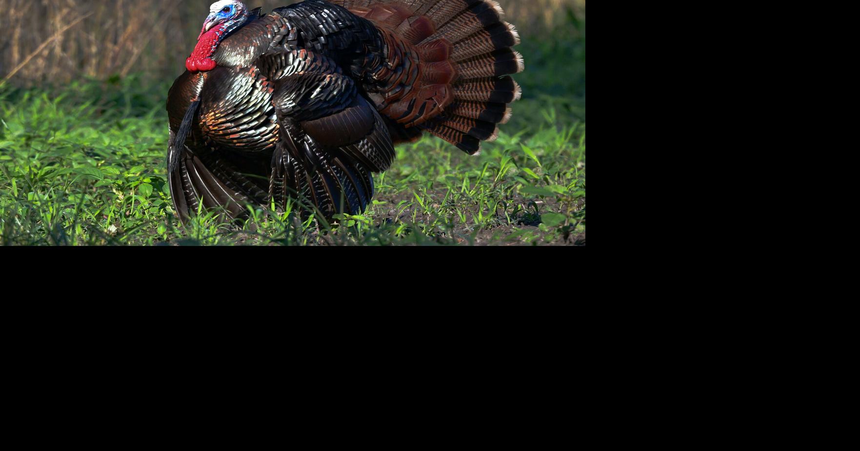 Pardoning Turkeys Remains a Strange American Tradition [Opinion ...